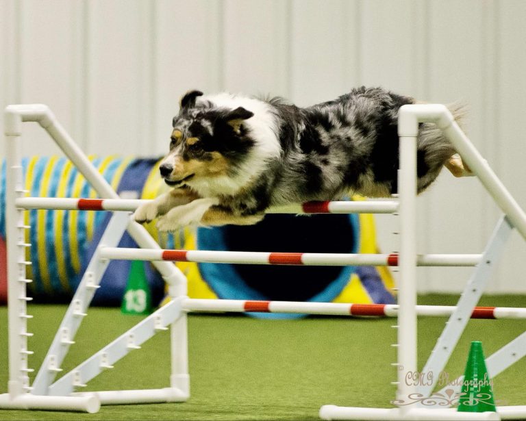 Agility - thenorthernborderboarding.com